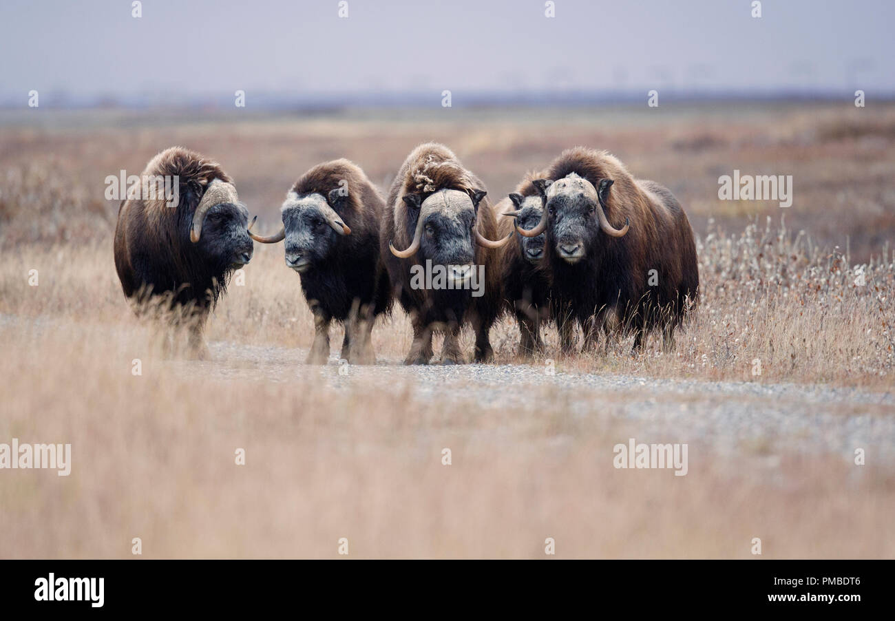 Le long de l'autoroute dalton Banque de photographies et d’images à ...