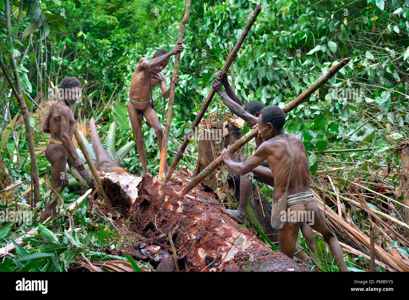 Korowai tribe sagou Banque de photographies et d’images à haute ...