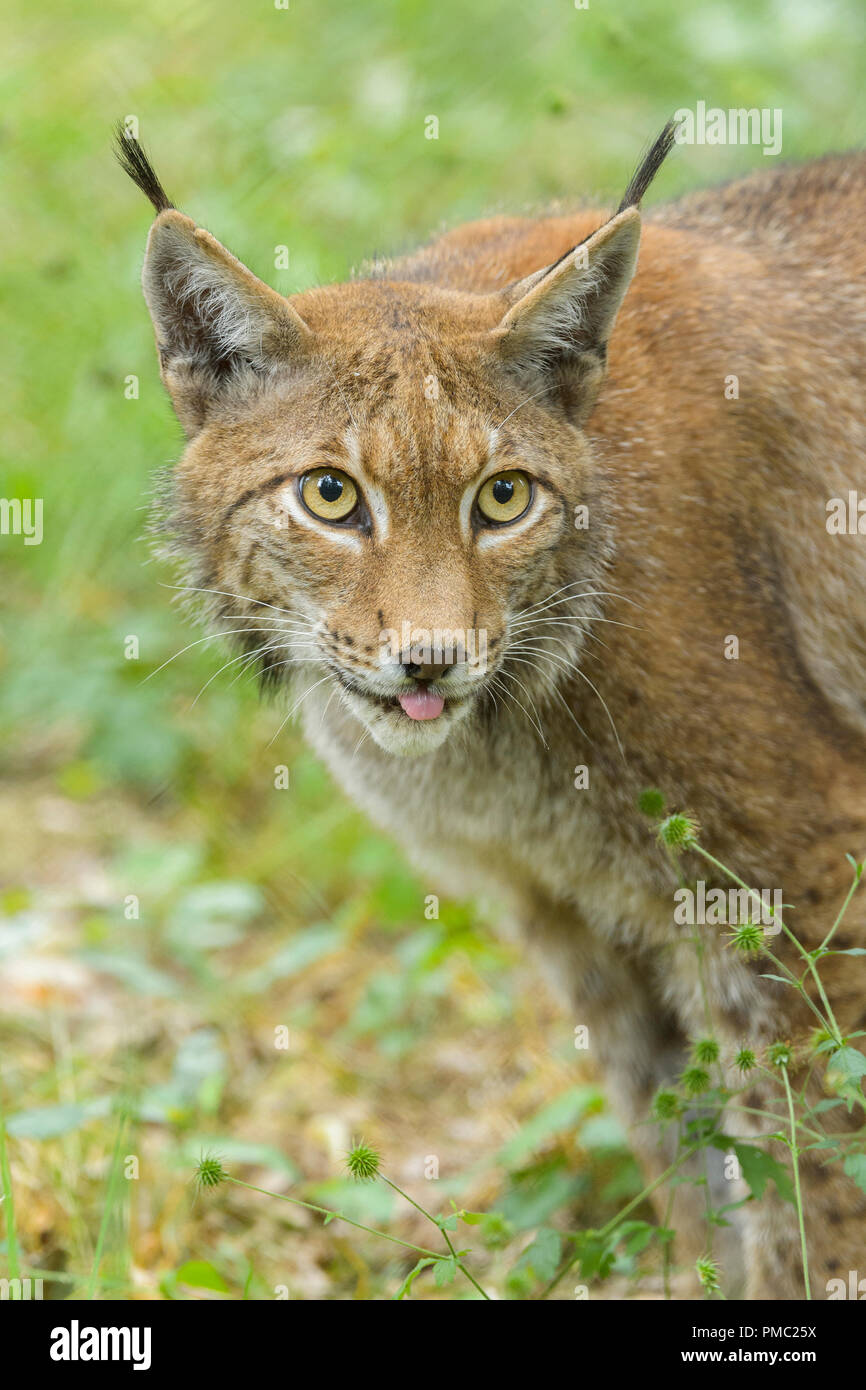 Lynx lynx portrait Banque de photographies et d’images à haute ...
