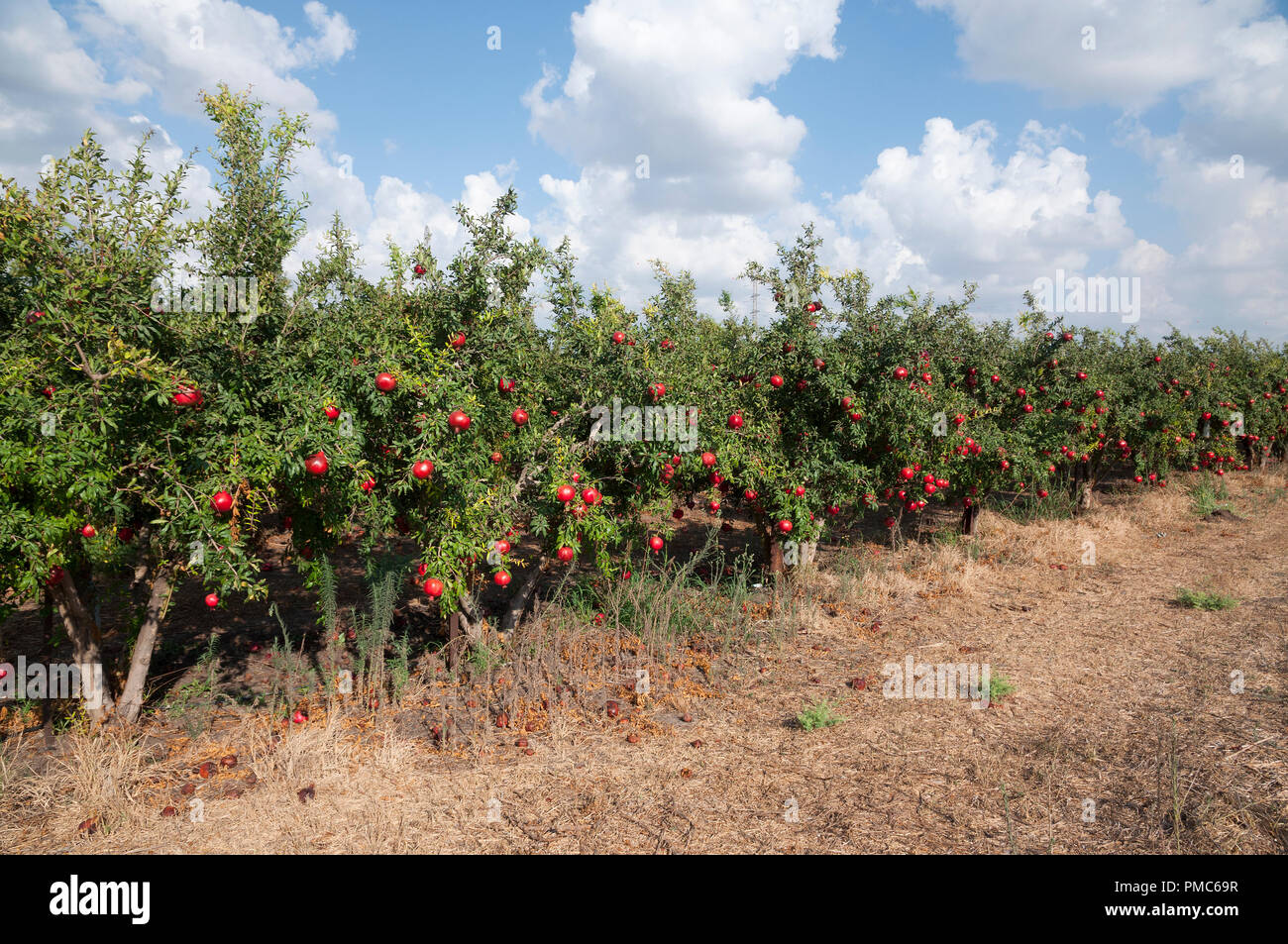 Plantation de grenadier Photo Stock - Alamy