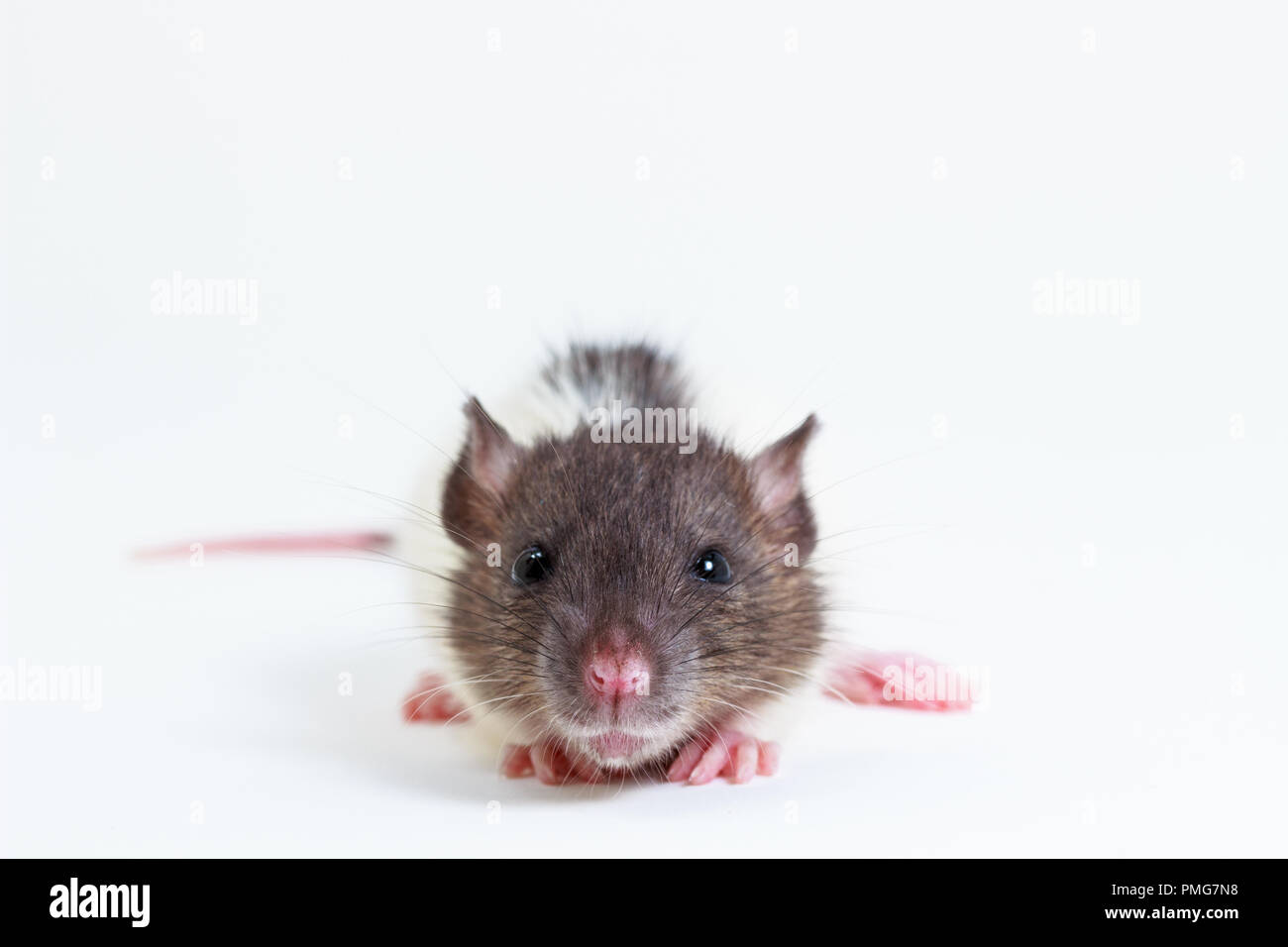 Lab rat Banque de photographies et d’images à haute résolution - Alamy