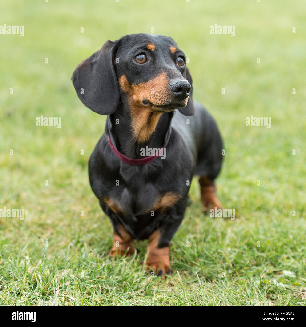 Teckel noir Banque de photographies et d’images à haute résolution - Alamy