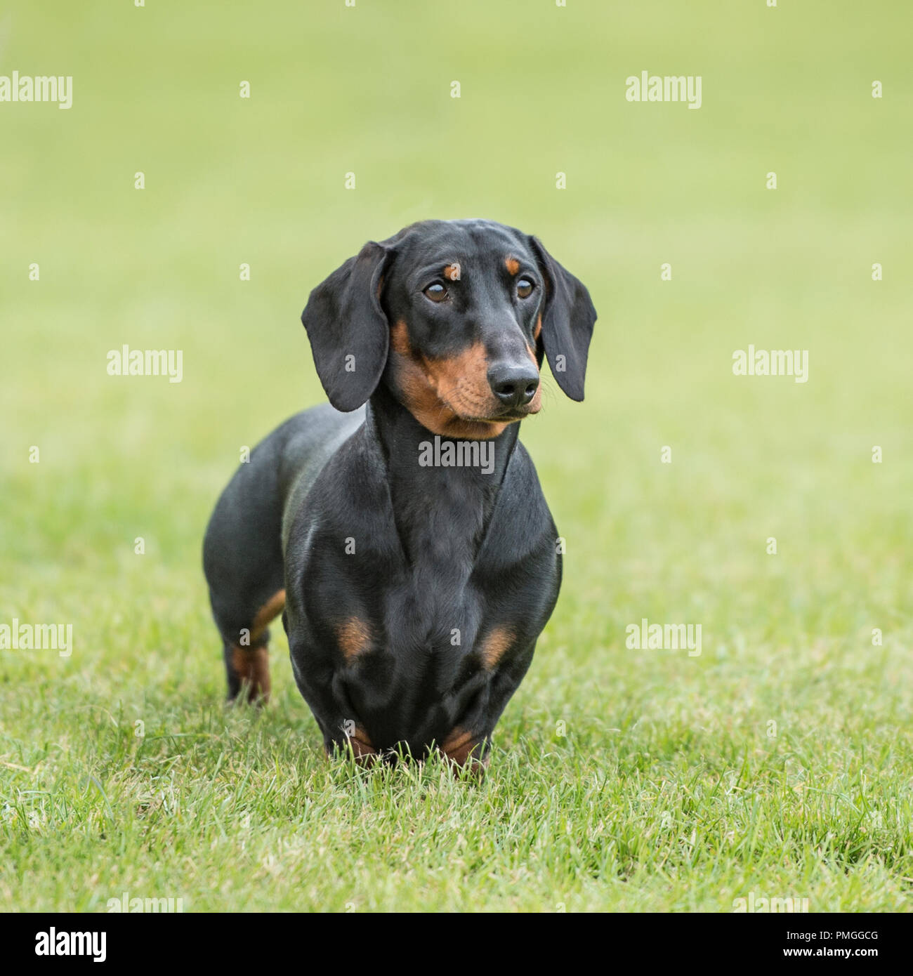 Le teckel Banque de photographies et d’images à haute résolution - Alamy