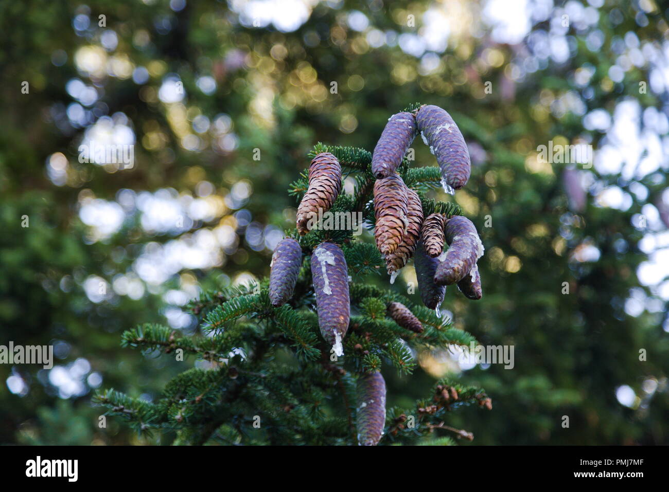 Silhouette sapin bois Banque de photographies et d’images à haute ...