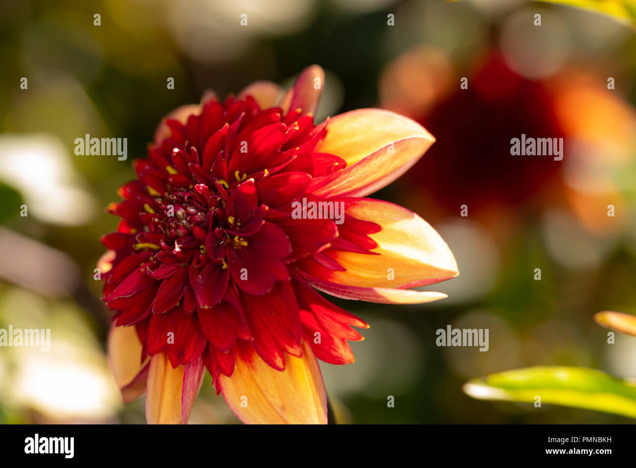 Une fleur de dahlia rouge Banque de photographies et d’images à haute ...