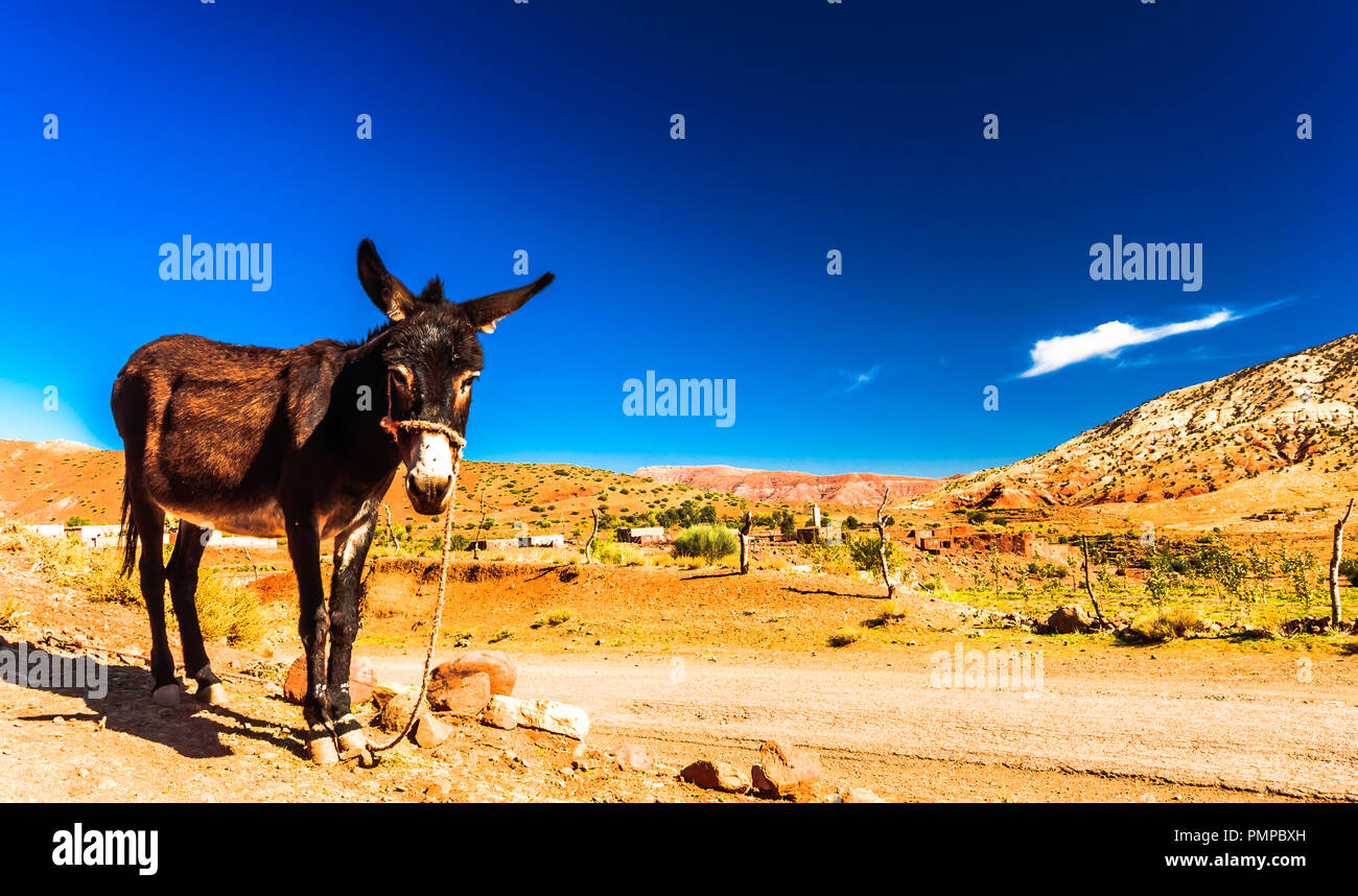 Animal de ferme dans la campagne marocaine Banque de photographies et d ...