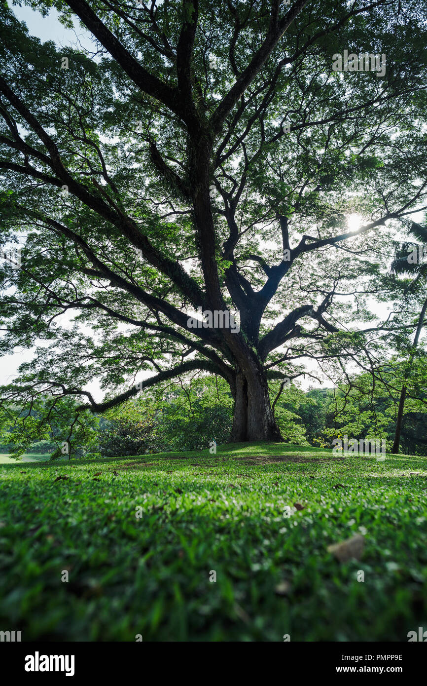 Rain tree Banque de photographies et d’images à haute résolution - Alamy