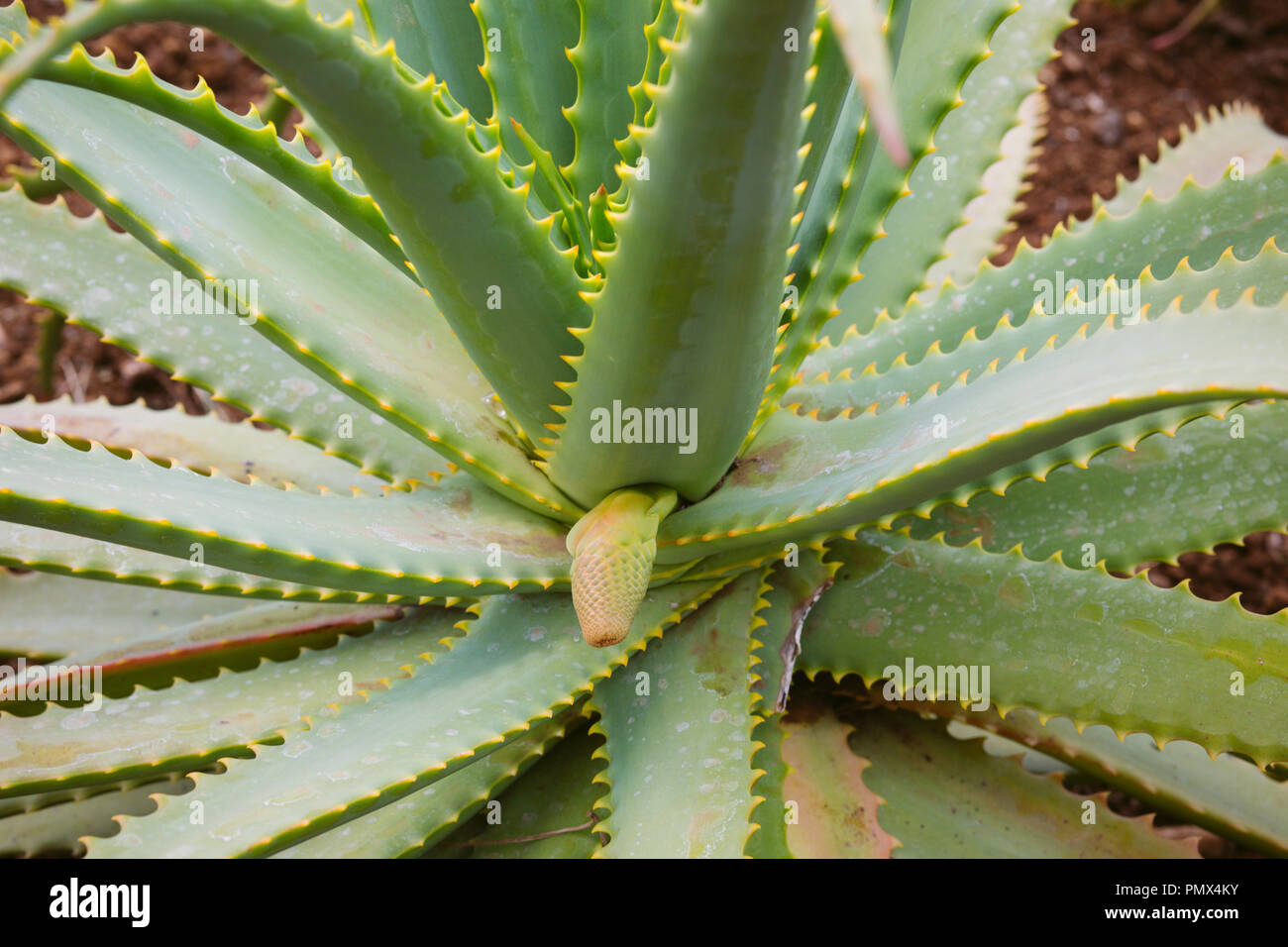 Agave en fleurs Banque de photographies et d’images à haute résolution ...