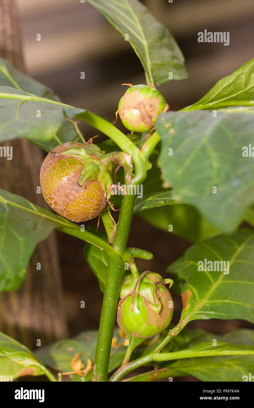 African eggplant solanum macrocarpon Banque de photographies et d ...