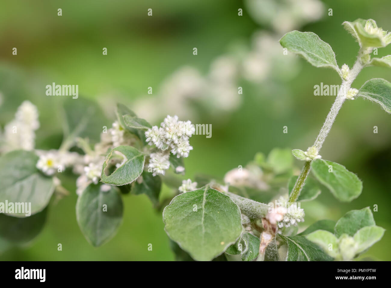 Plante de polpala Banque de photographies et d’images à haute ...