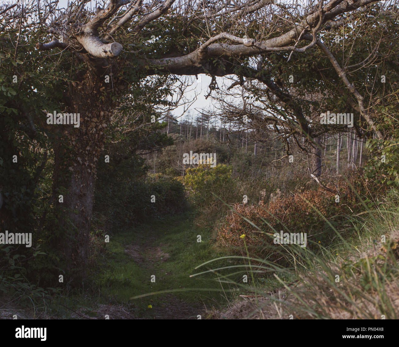 Pembrey country park wales Banque de photographies et d’images à haute ...