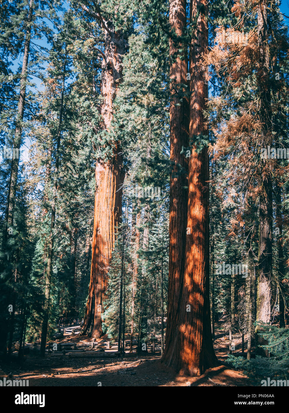 Arbre de bois rouge géant Banque de photographies et d’images à haute ...