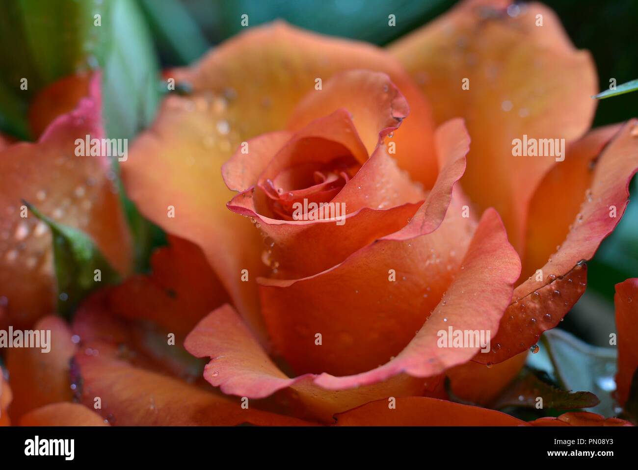 Motifs de corail Banque de photographies et d’images à haute résolution ...