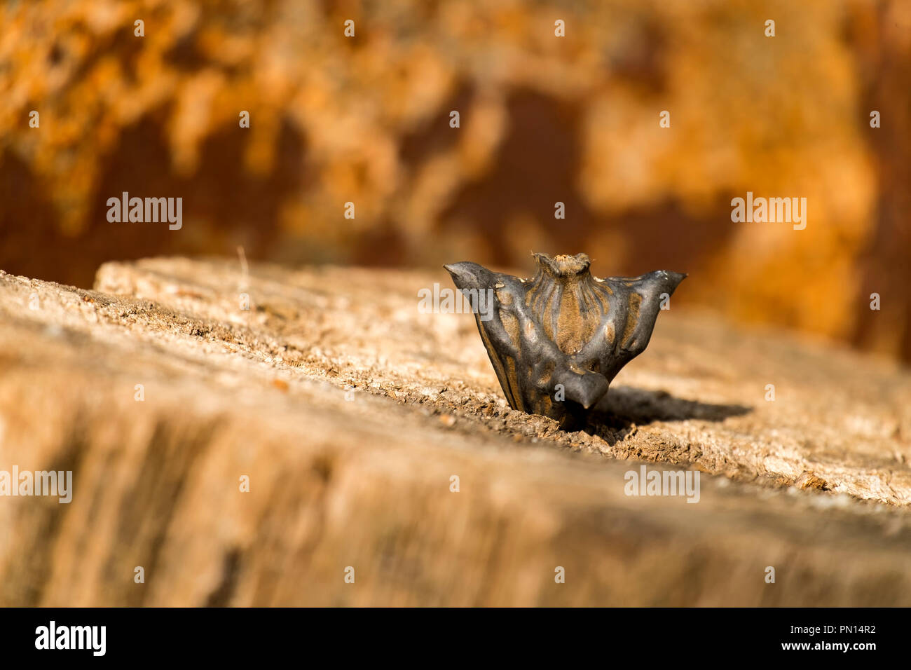 Water chestnut water caltrop trapa Banque de photographies et d’images ...