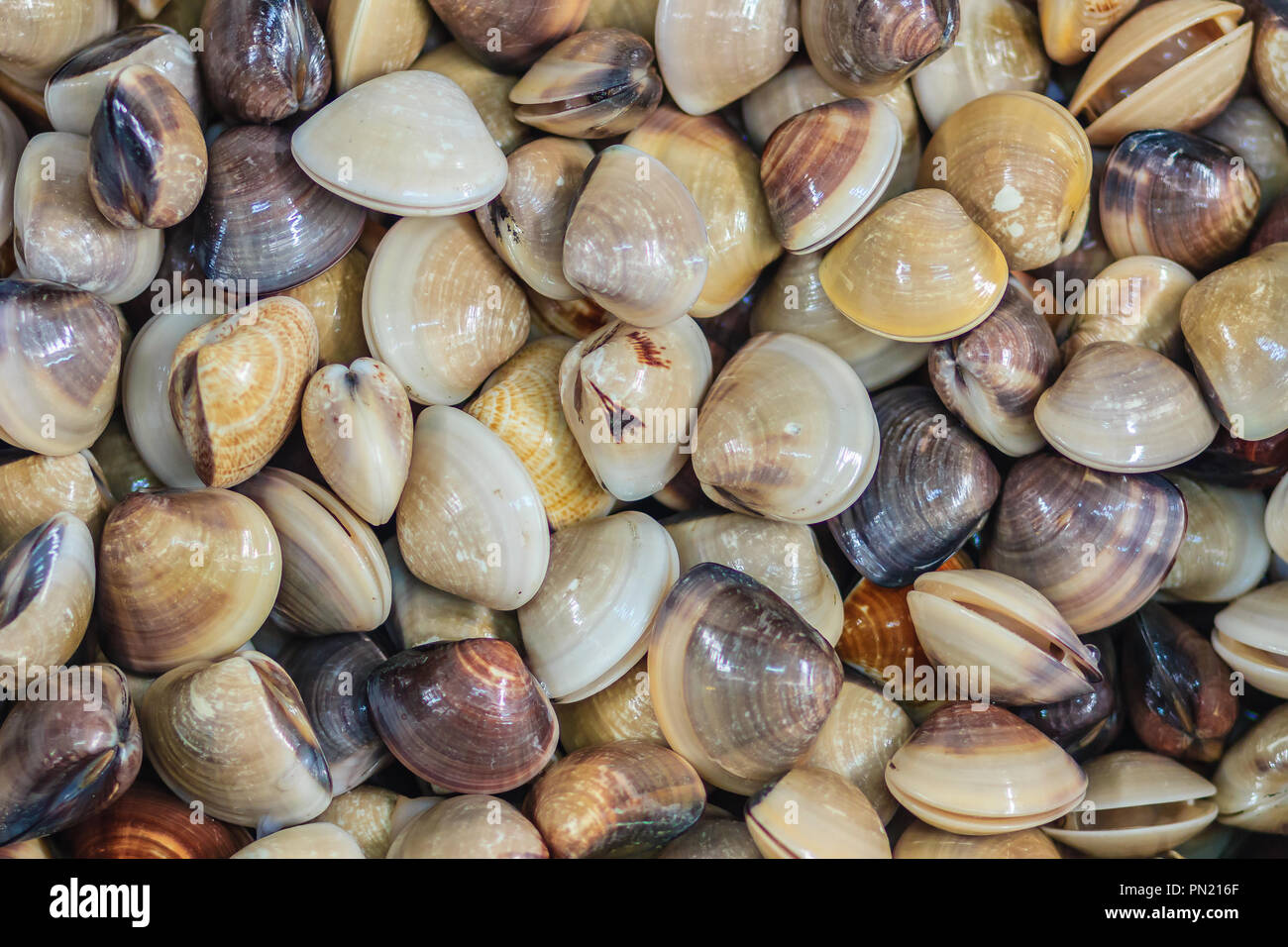 Meretrix lyrata Banque de photographies et d’images à haute résolution ...