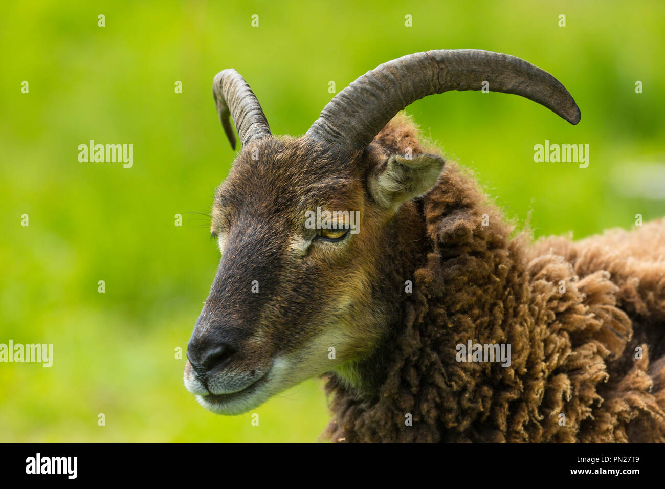 Soay sheep rare breed Banque de photographies et d’images à haute ...