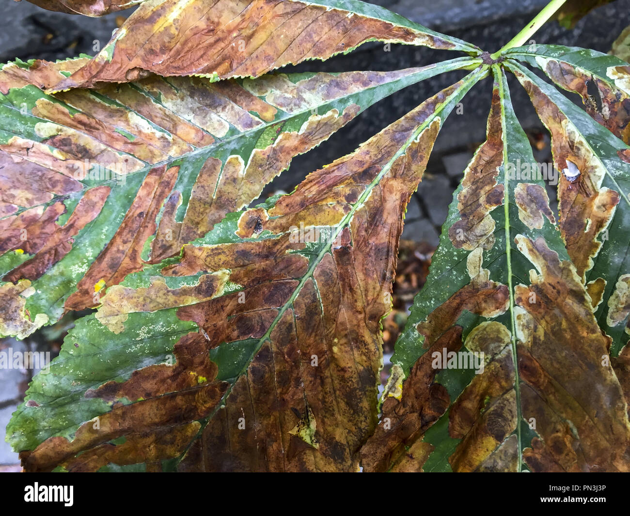 Feuille de châtaignier a colorier Banque de photographies et d’images à ...