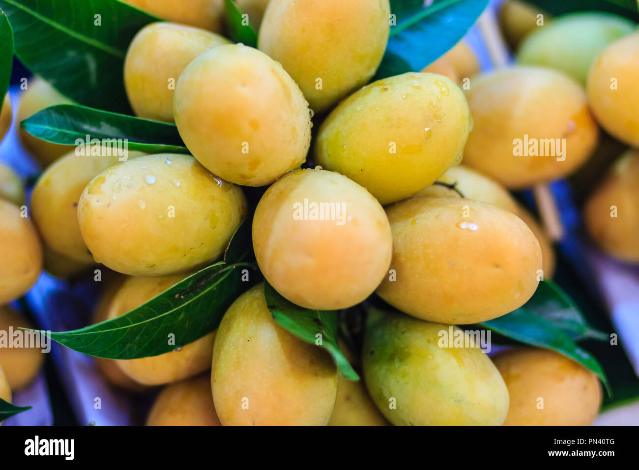 Mayong chit Banque de photographies et d’images à haute résolution - Alamy