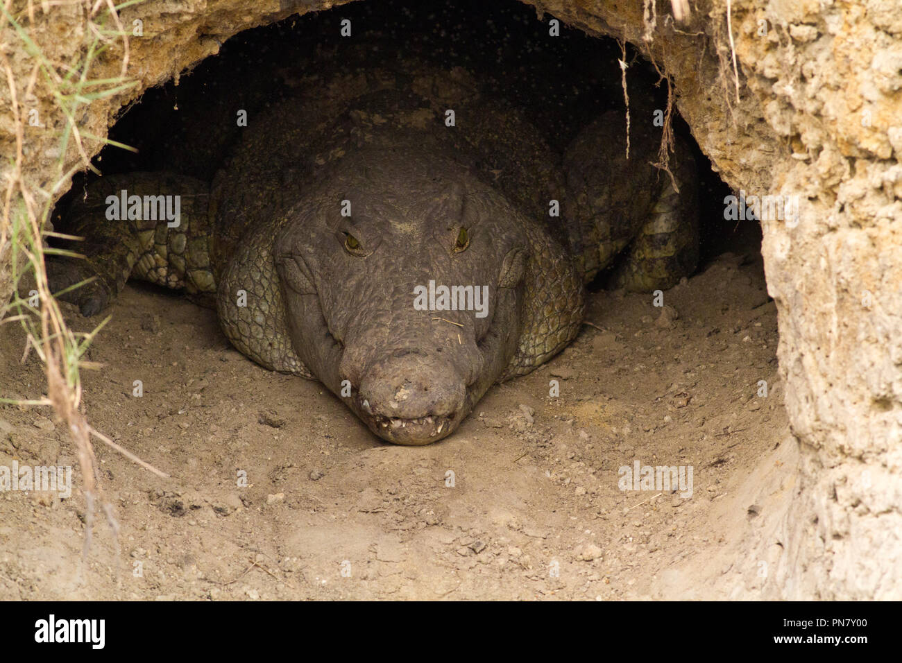 Crocodile du nil dans grotte Banque de photographies et d’images à ...