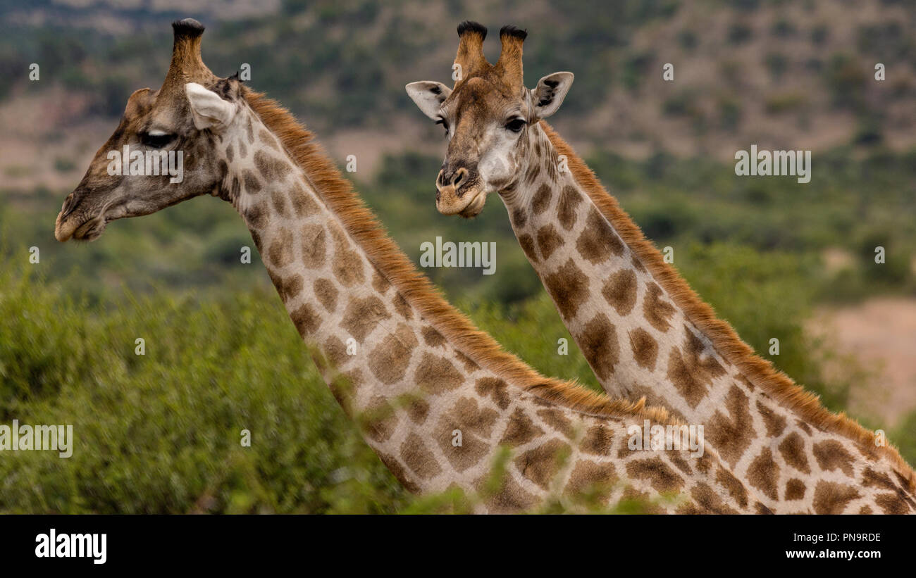Air france klm boeing 737 Banque de photographies et d’images à haute résolution - Alamy