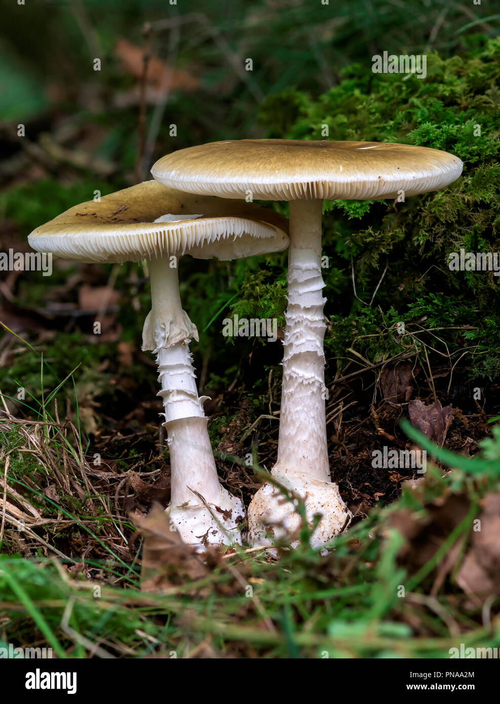 Death cap amanita phalloides Banque de photographies et d’images à ...
