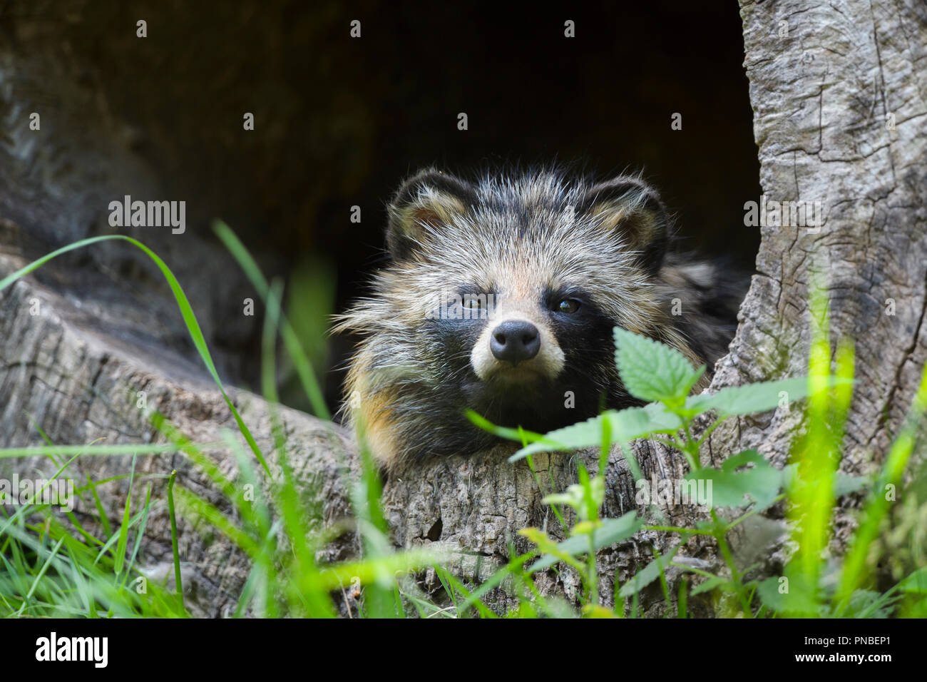 Chien viverrin nyctereutes procyonoides Banque de photographies et d ...