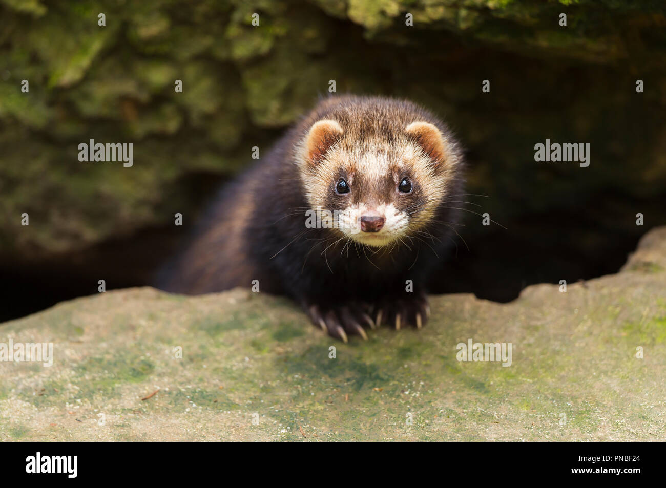 Furet européen Banque de photographies et d’images à haute résolution ...