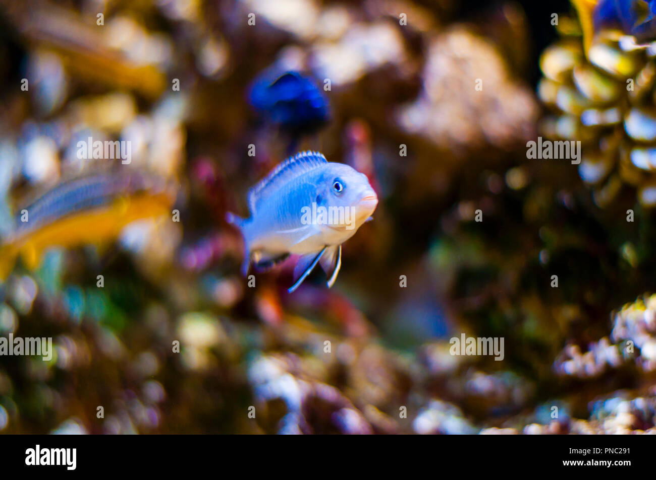 Les cichlidés sont une des plus grandes familles de poissons avec plus ...