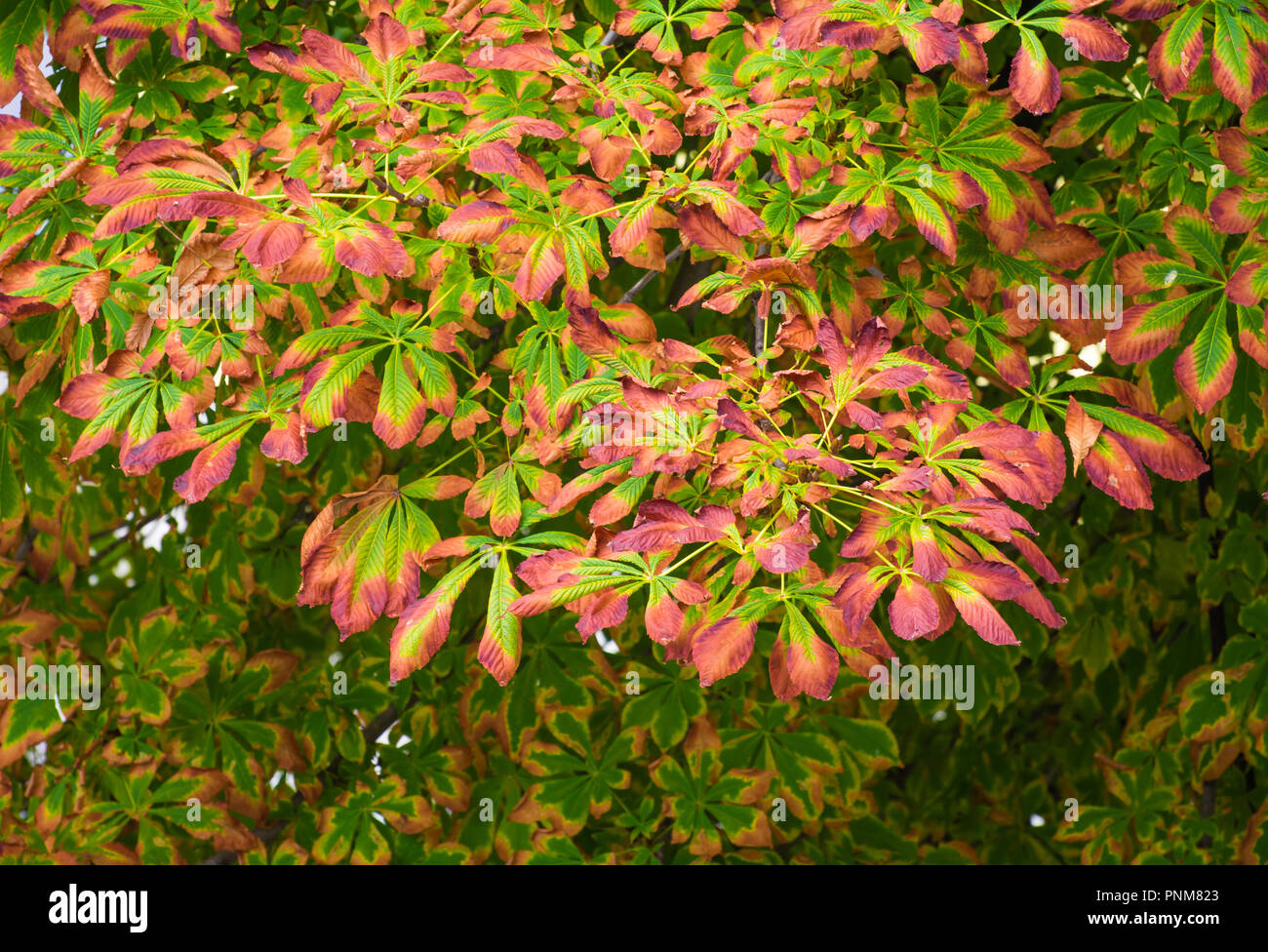 Feuille de marronnier d'automne Banque de photographies et d’images à ...