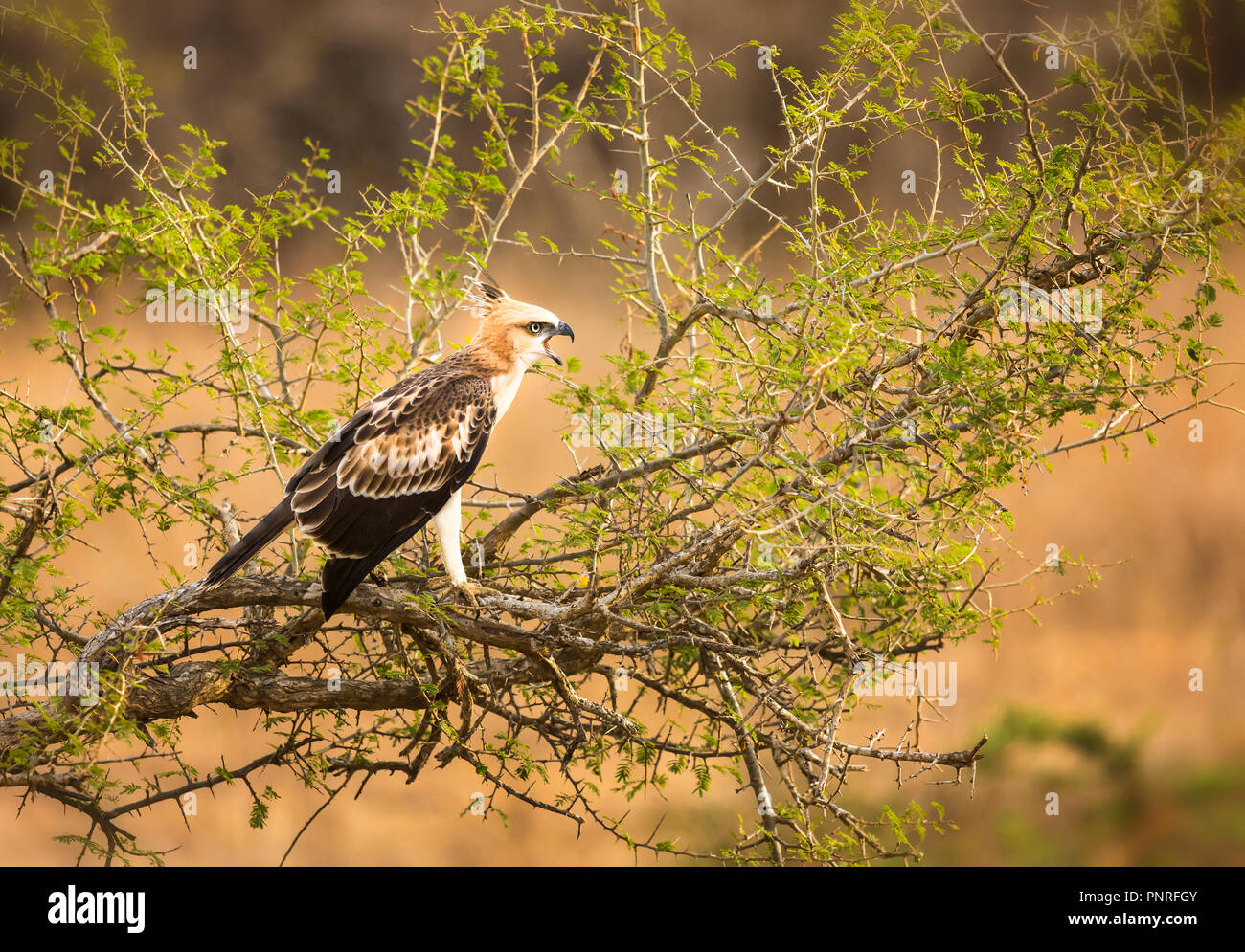 Eagle screaming Banque de photographies et d’images à haute résolution ...