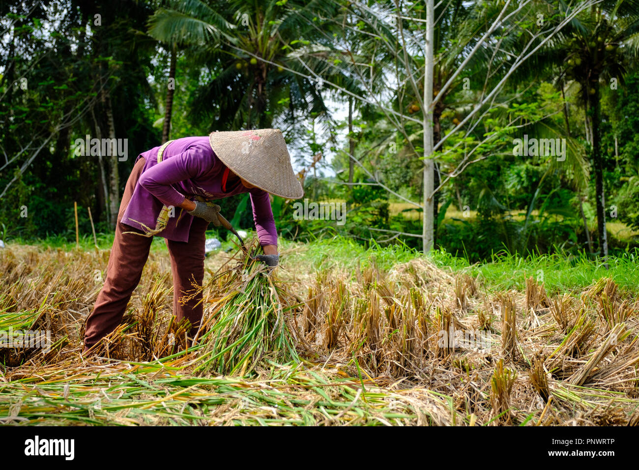 Greffe de riz Banque de photographies et d’images à haute résolution ...