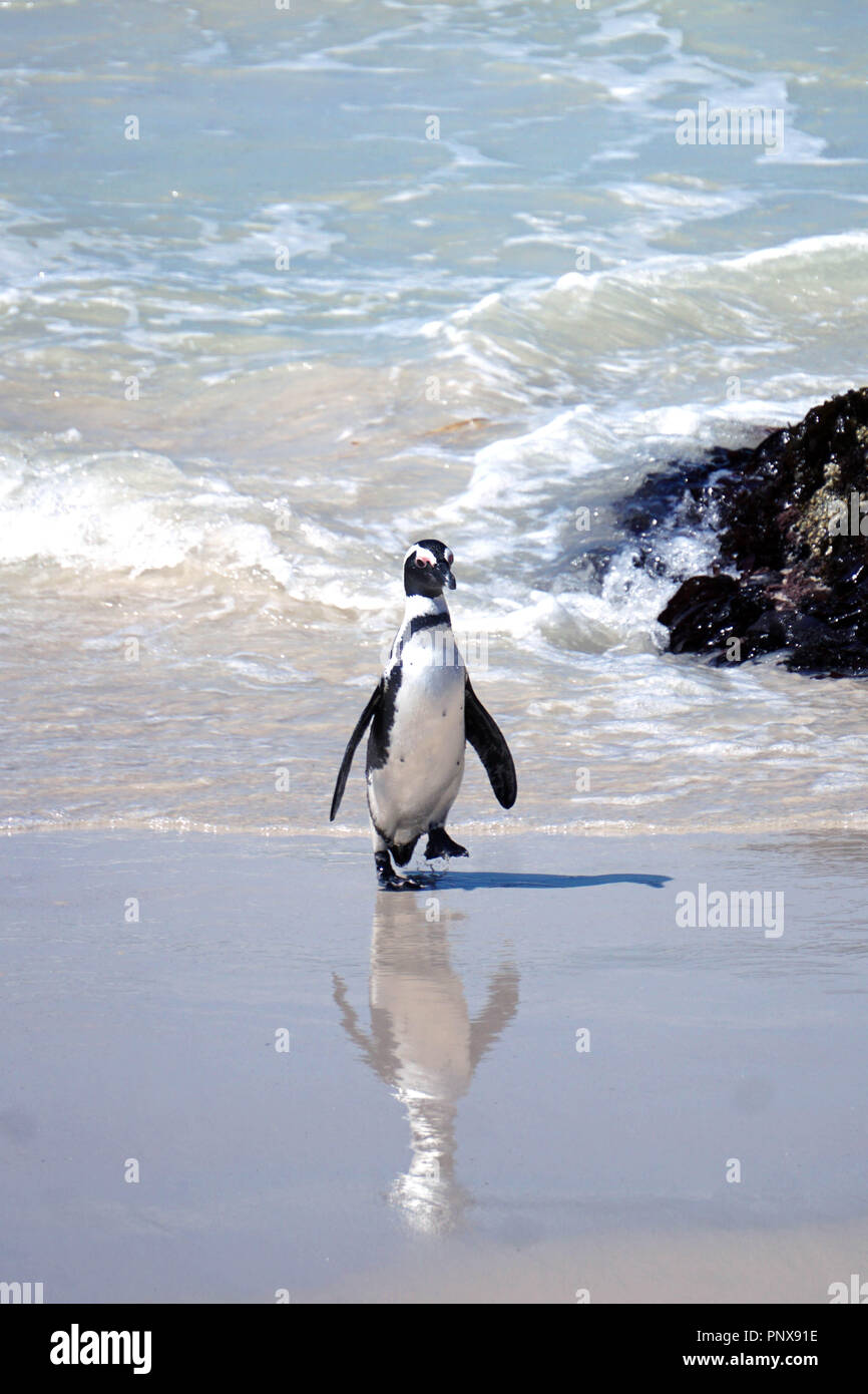 Pingouin sur la plage Banque de photographies et d’images à haute ...