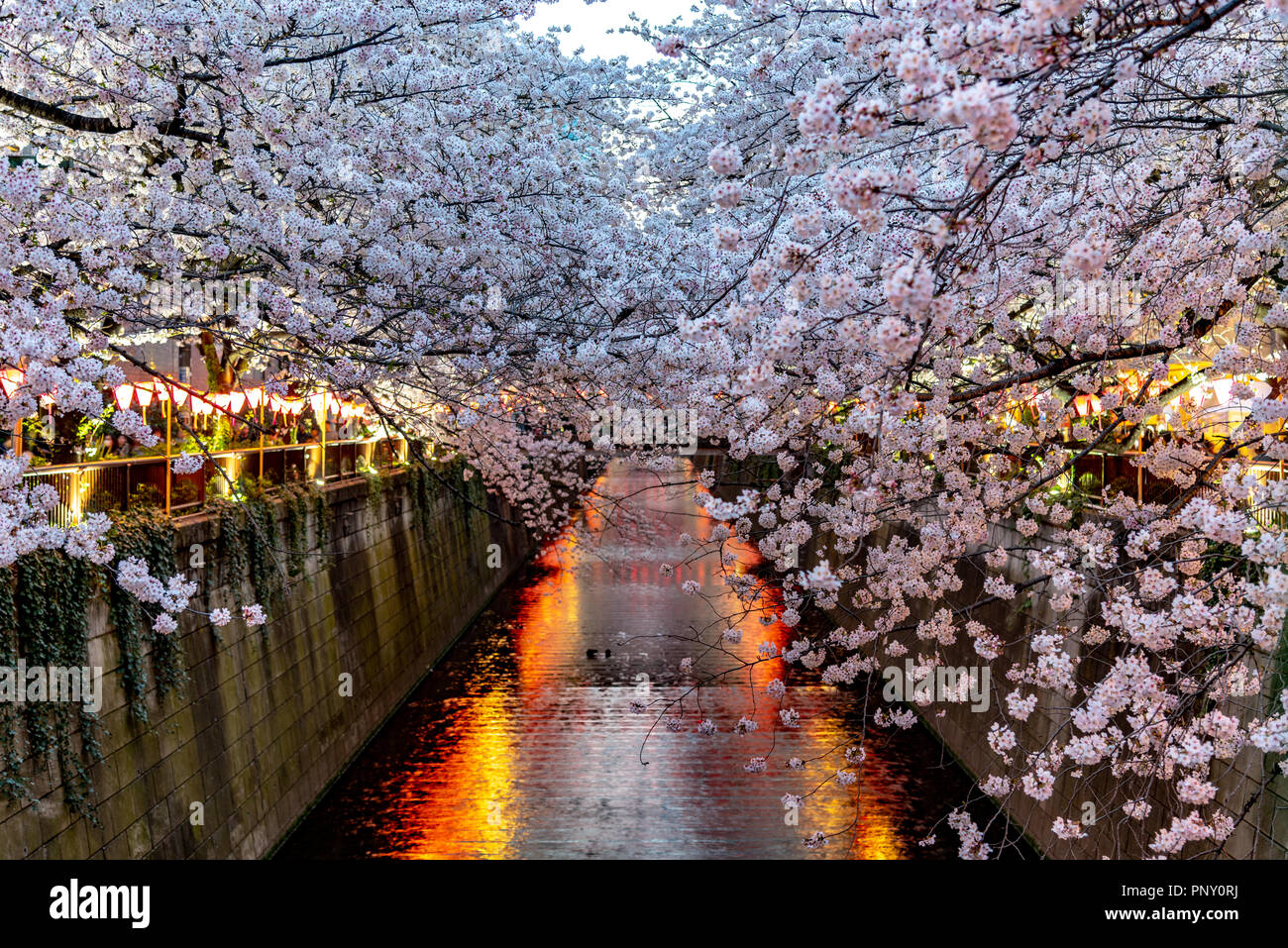 La saison des cerisiers en fleur à Tokyo au Japon, Meguro river rivière Meguro Festival Sakura ...