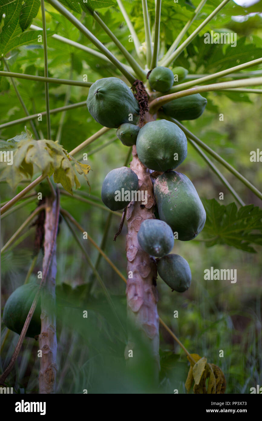 Papaye, plante indigène Philippine Caricaceae fruits locaux Photo Stock ...