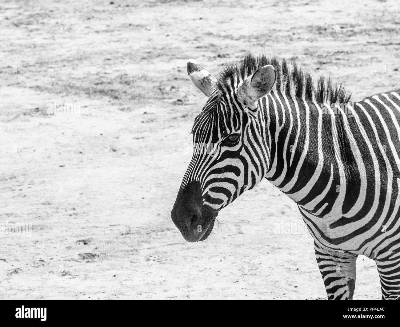La faune en afrique tanzanie Banque d'images noir et blanc - Alamy