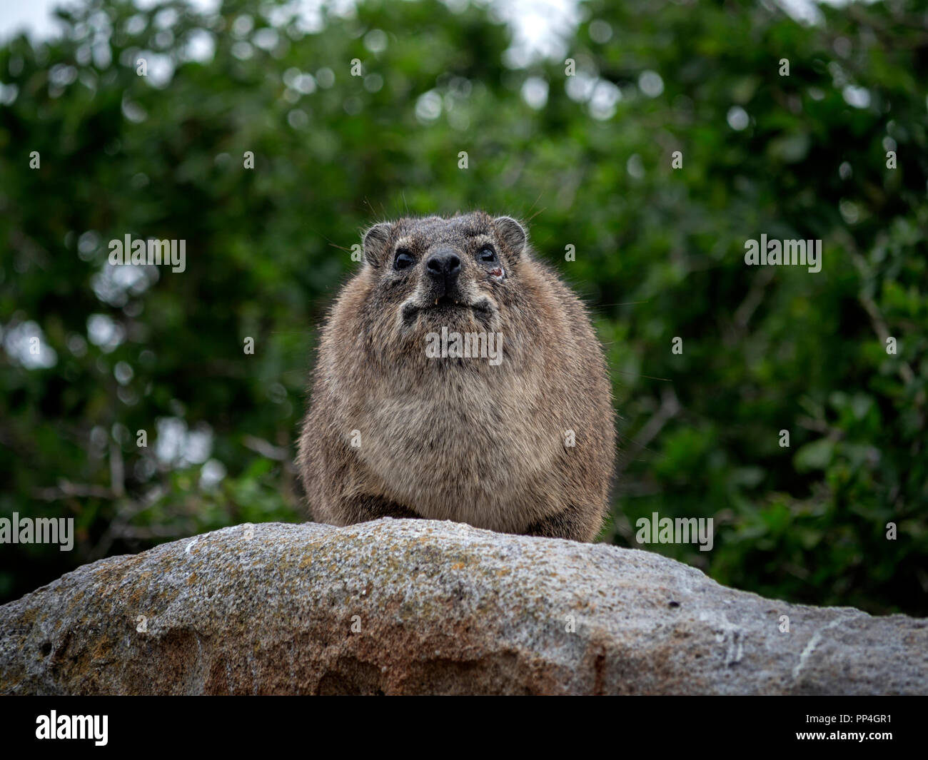 Rock rabbit Banque de photographies et d’images à haute résolution - Alamy