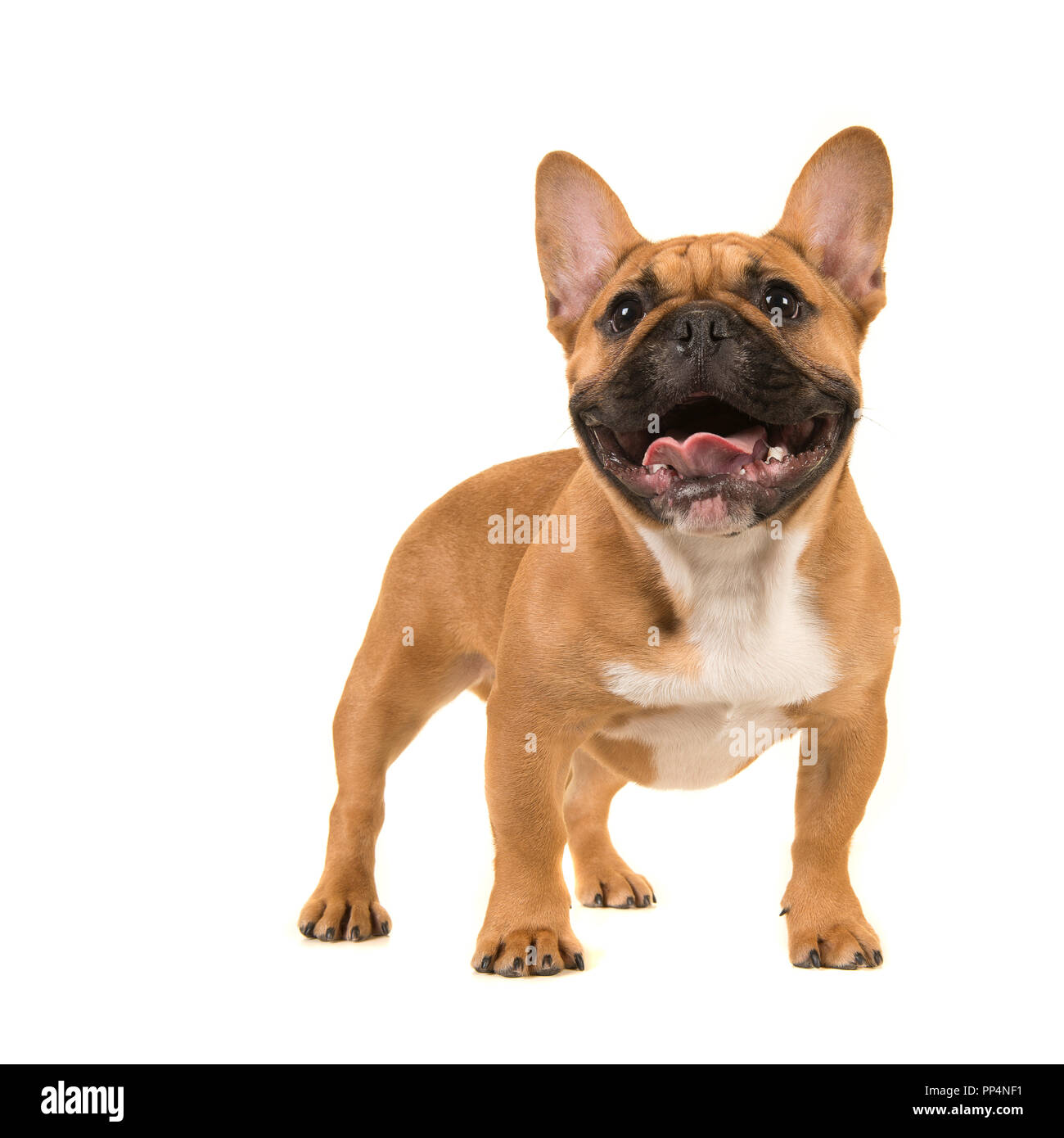 French bulldog side view fawn Banque de photographies et d’images à ...
