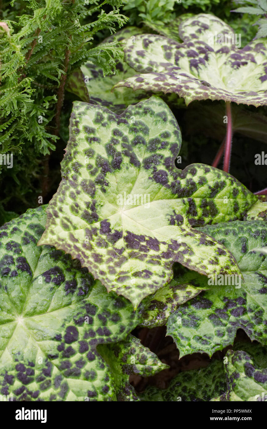 épiderme de plante Banque de photographies et d’images à haute ...