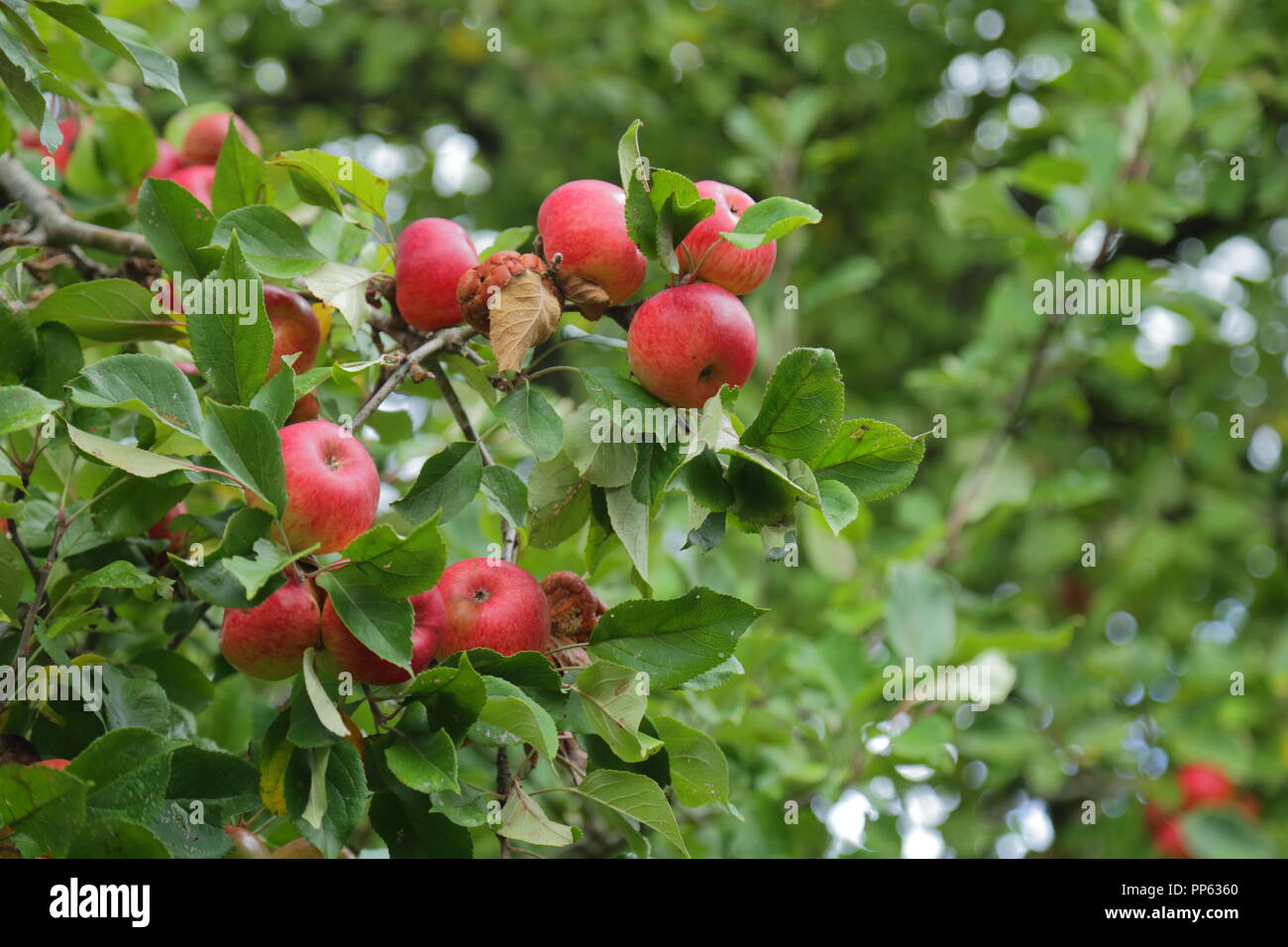 Verger somerset Banque de photographies et d’images à haute résolution ...