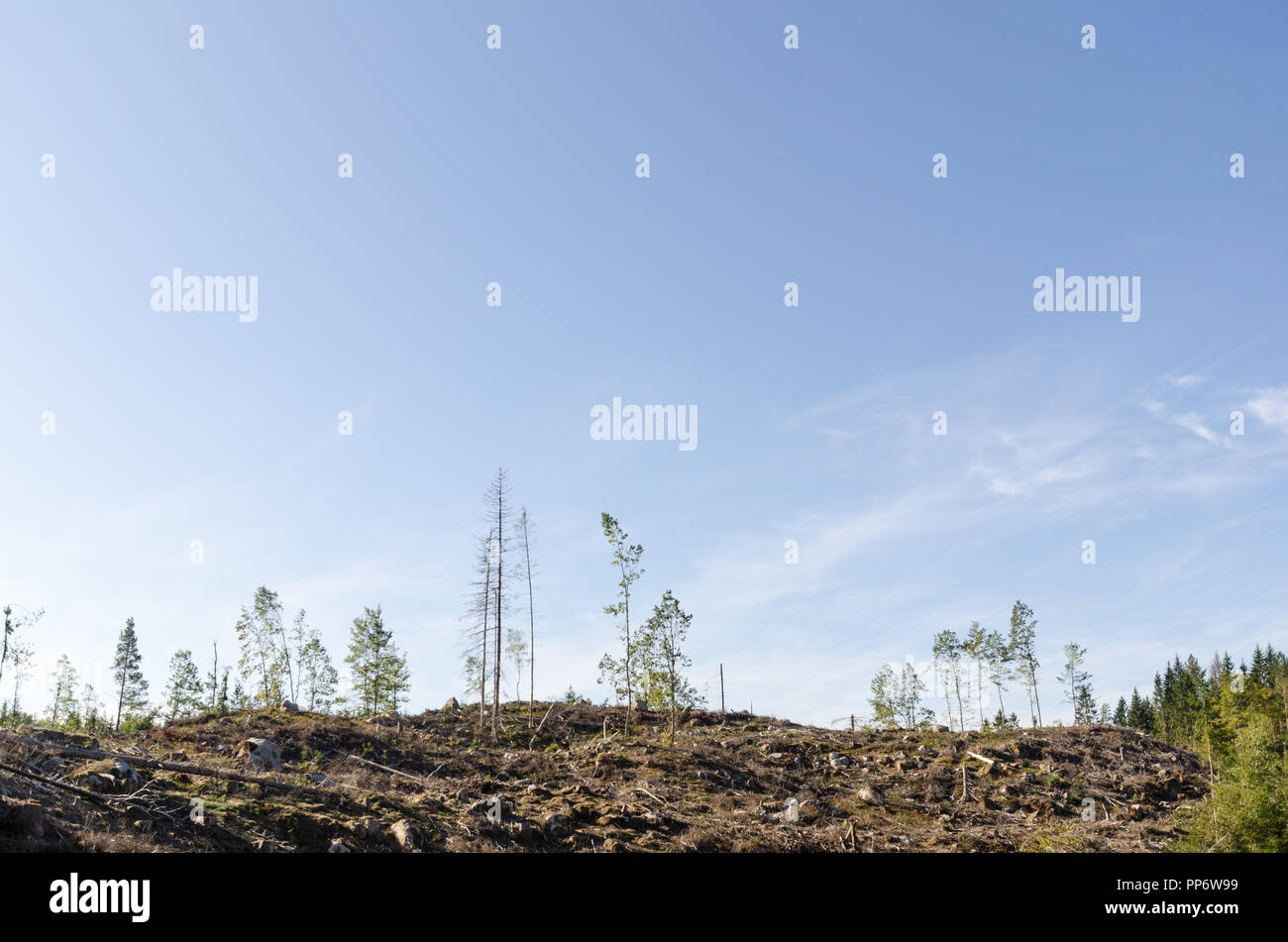 Forêt coupée Banque de photographies et d’images à haute résolution - Alamy