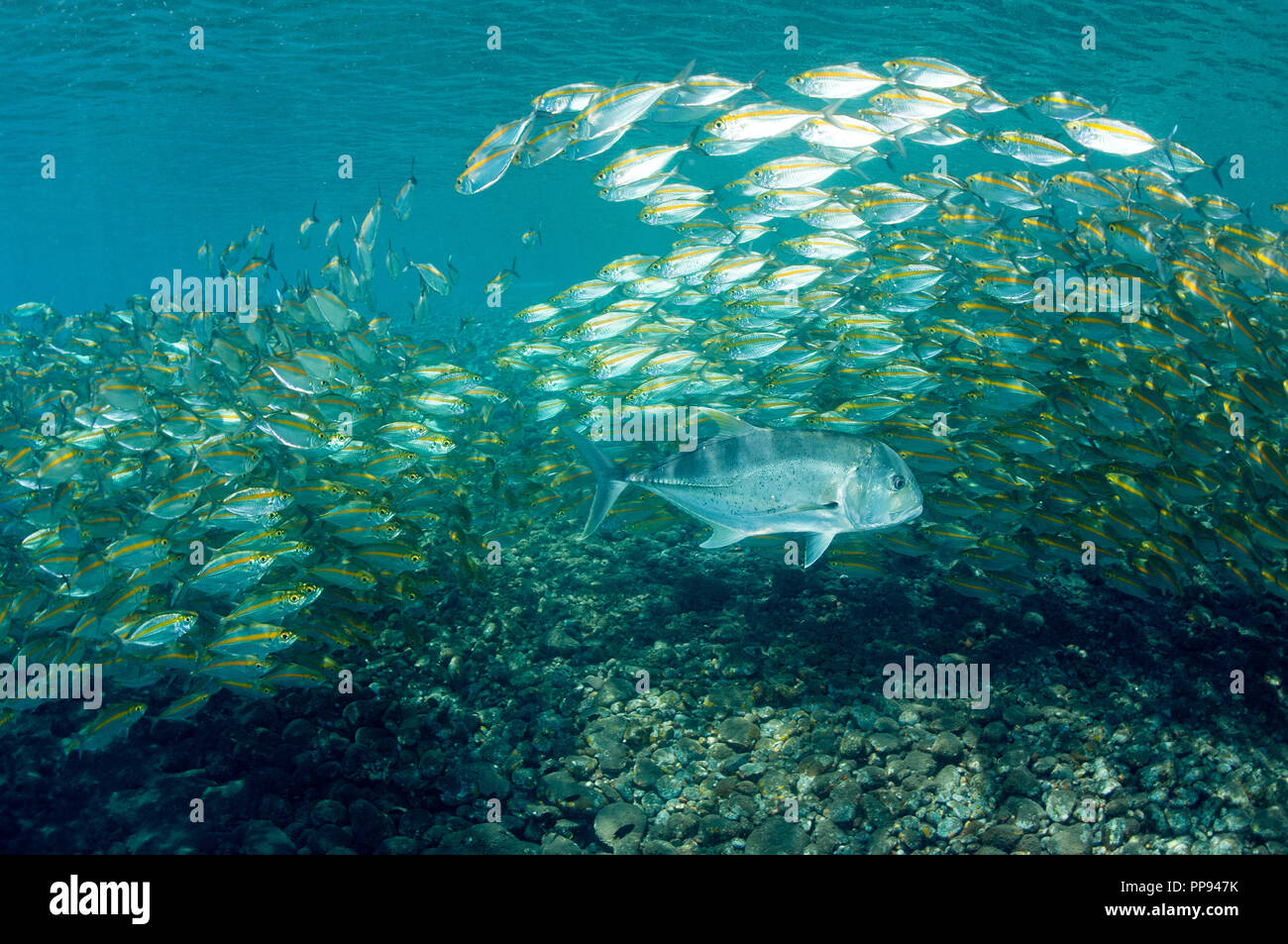 Giant trevally fish caranx ignobilis Banque de photographies et d ...
