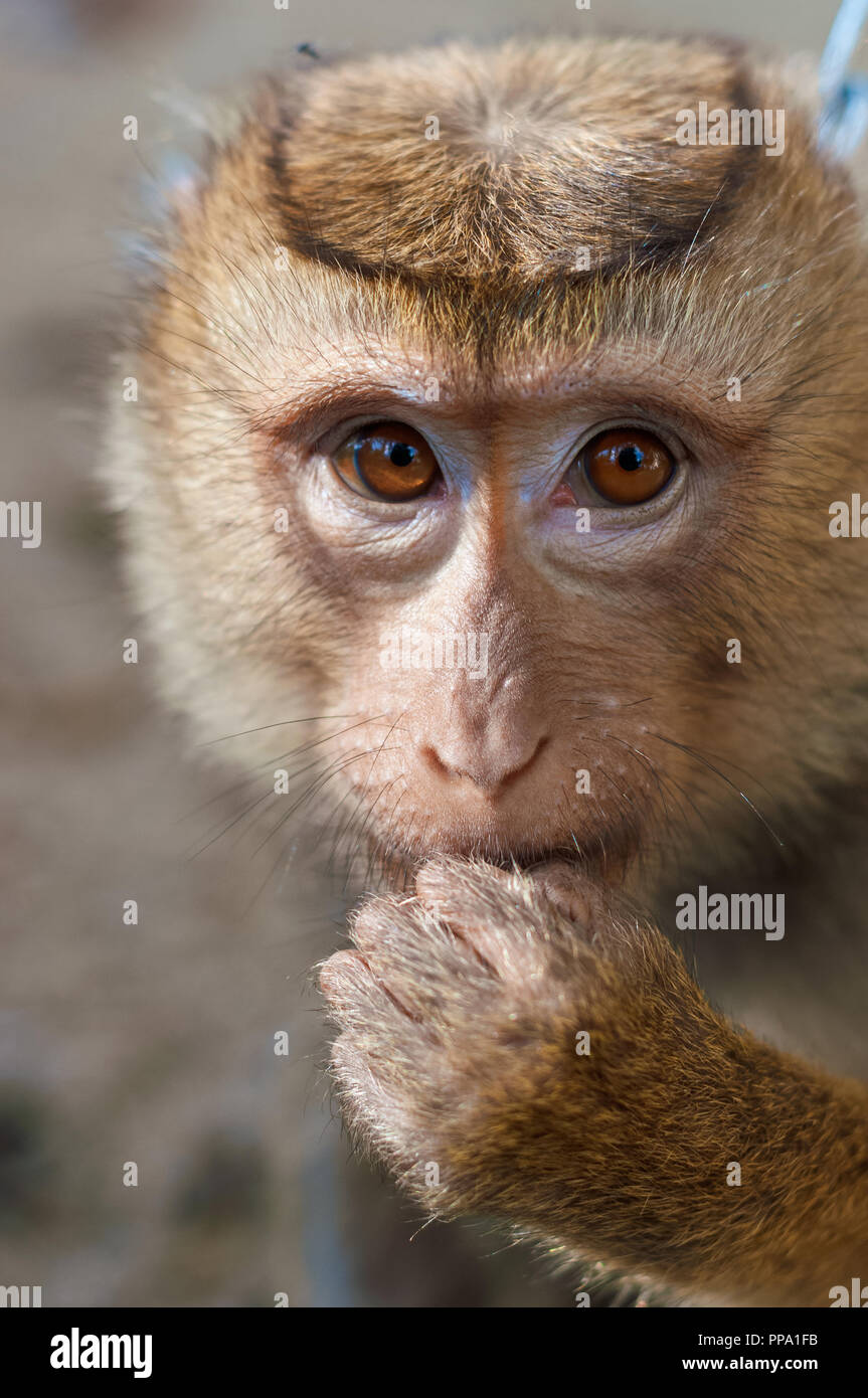Singe mangeant des bananes Banque de photographies et d’images à haute ...