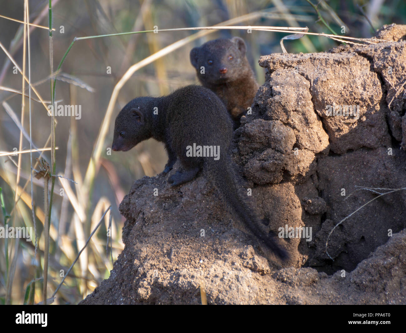 Petite mangouste Banque de photographies et d’images à haute résolution ...