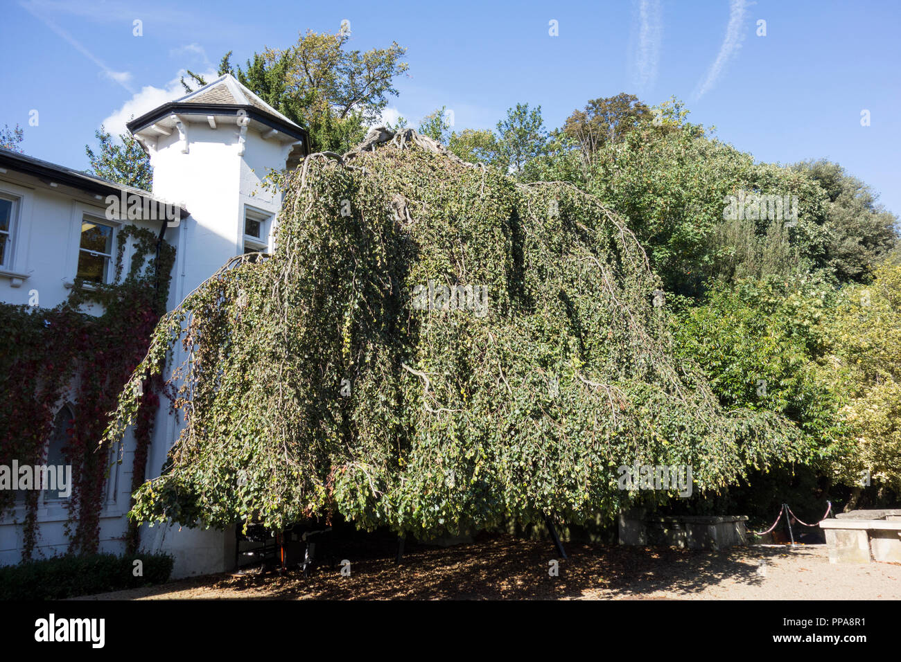Stephens jardins de la maison Banque de photographies et d’images à ...