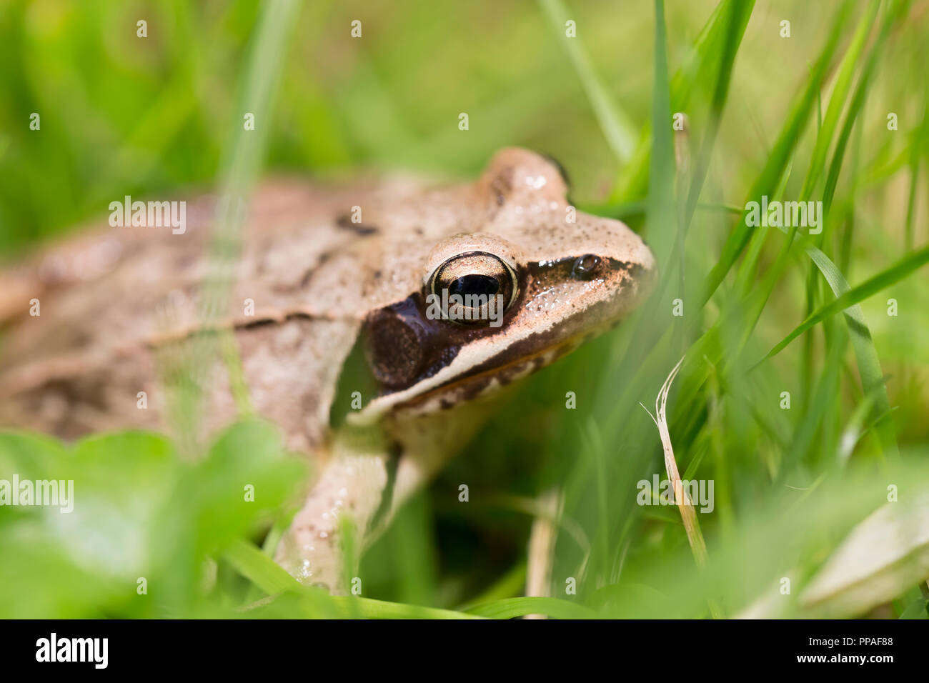 Grenouille agile Banque de photographies et d’images à haute résolution ...