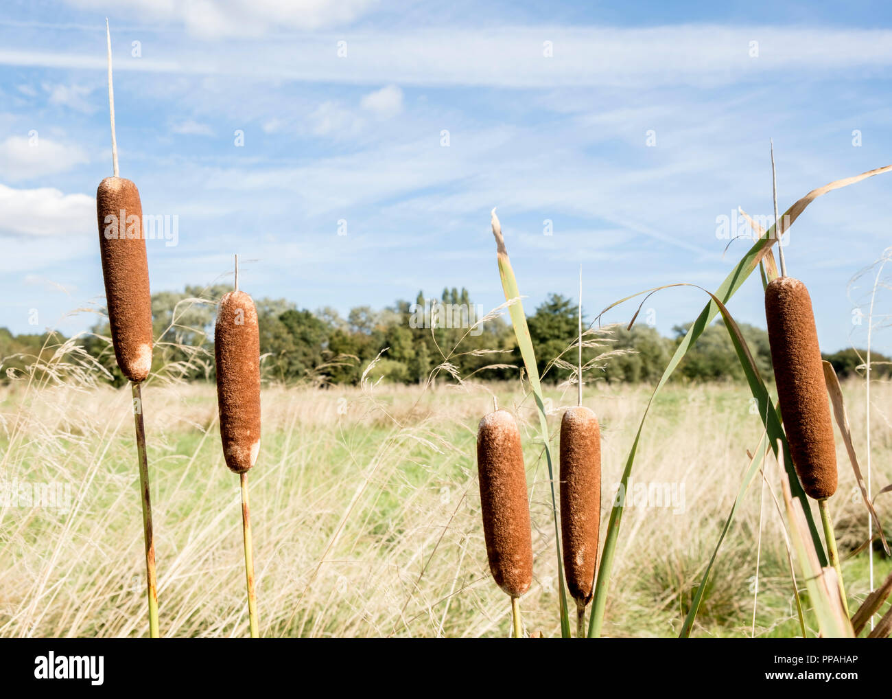 Plantes de quenouilles typha Banque de photographies et d’images à ...