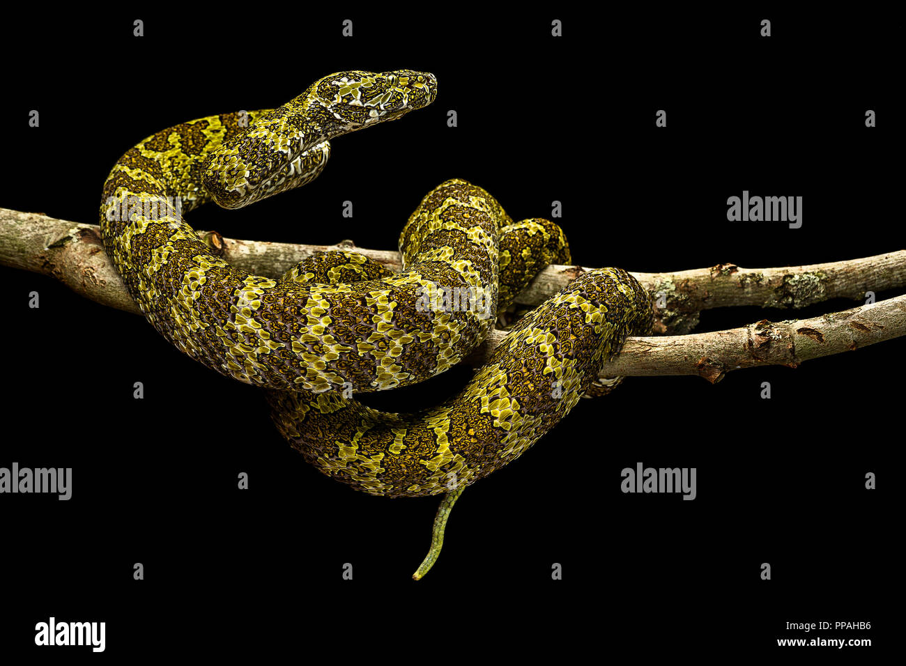 Protobothrops mangshanensis Banque de photographies et d’images à haute ...