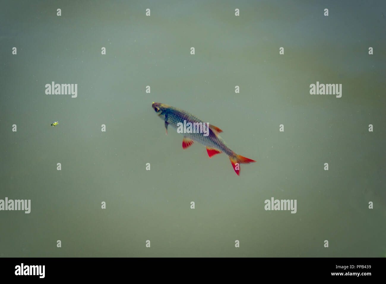 Poissons nageant dans la rivière Banque de photographies et d’images à ...