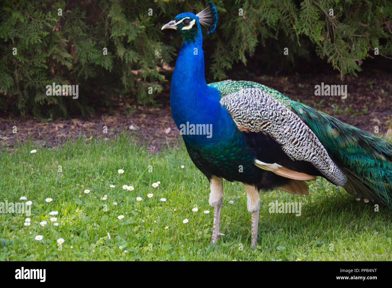 Congo peacock Banque de photographies et d’images à haute résolution ...