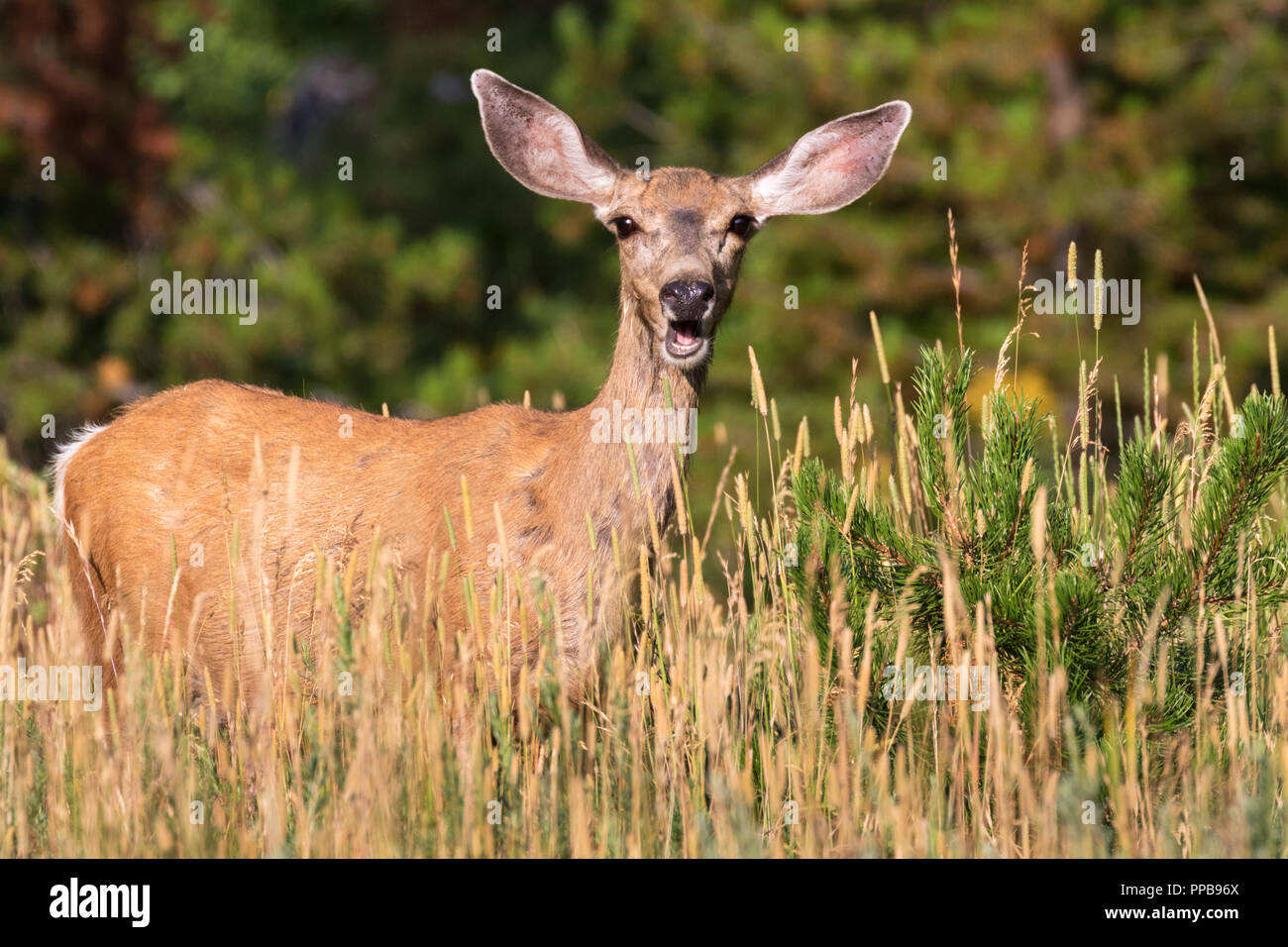 Bois De Cerf Mulet Banque d'image et photos - Alamy